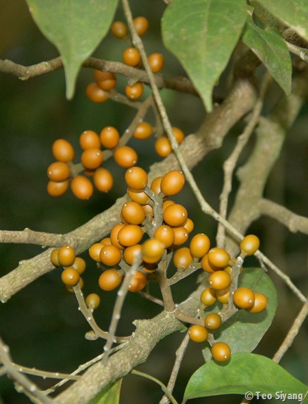Urban Forest: Elaeocarpus mass flowering and fruiting